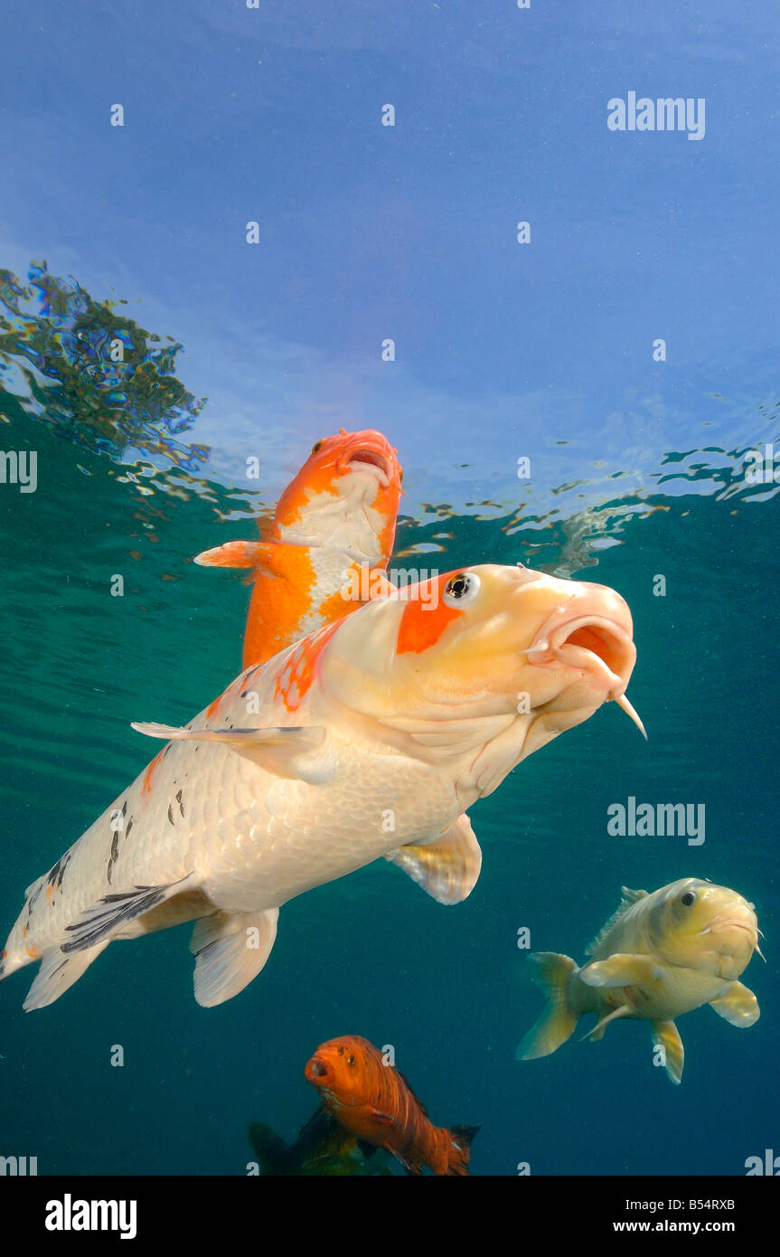 Vertical koi hi-res stock photography and images - Alamy