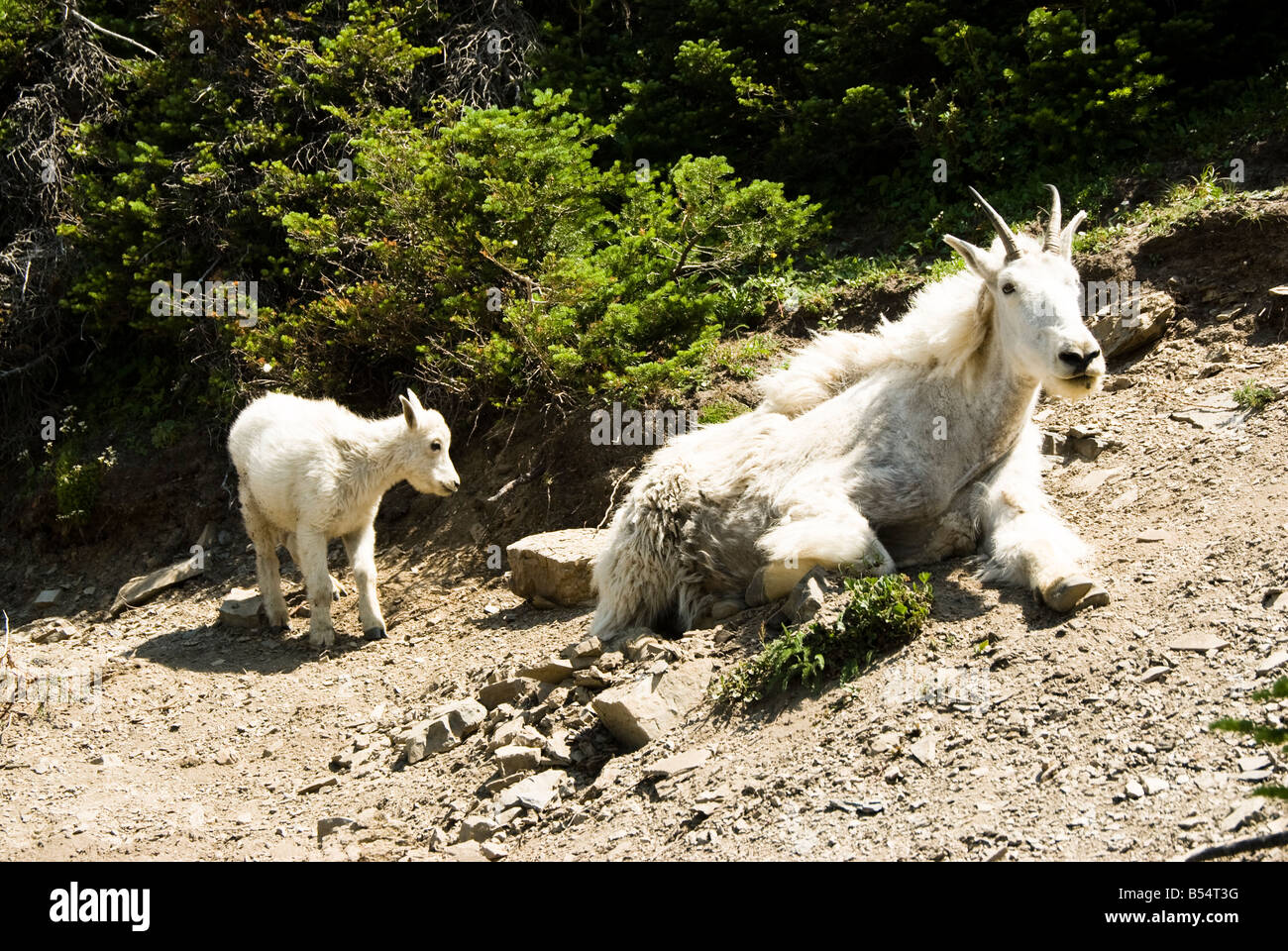 a nanny mountain goat and kid on a ledge along the Highline trail in ...