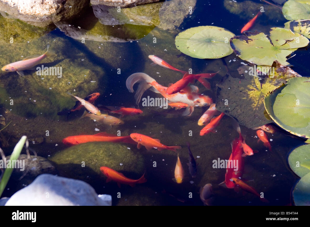 Lots of golden fish in the garden pond Stock Photo - Alamy