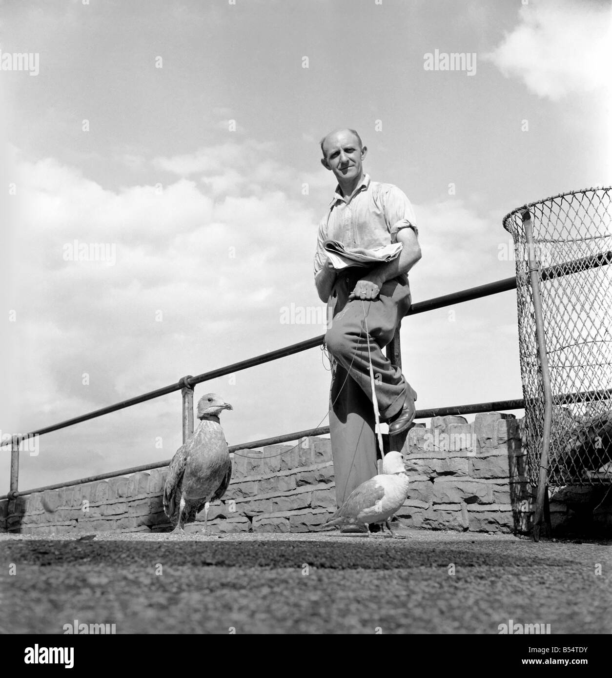 Man walking a seagull. August 1953 D5252-001 Stock Photo - Alamy