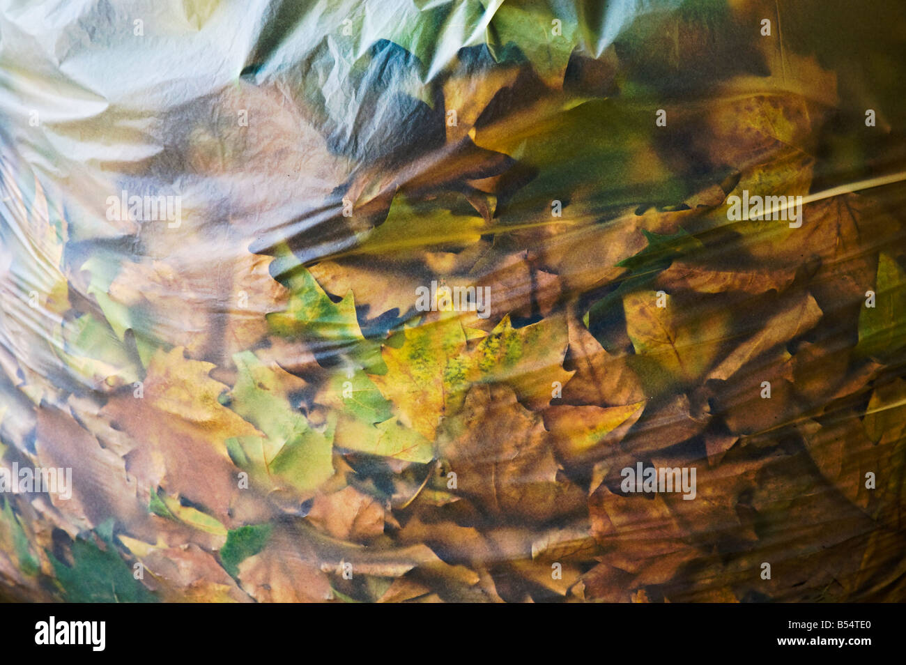 Fallen autumn leaves in clear plastic bag Stock Photo - Alamy