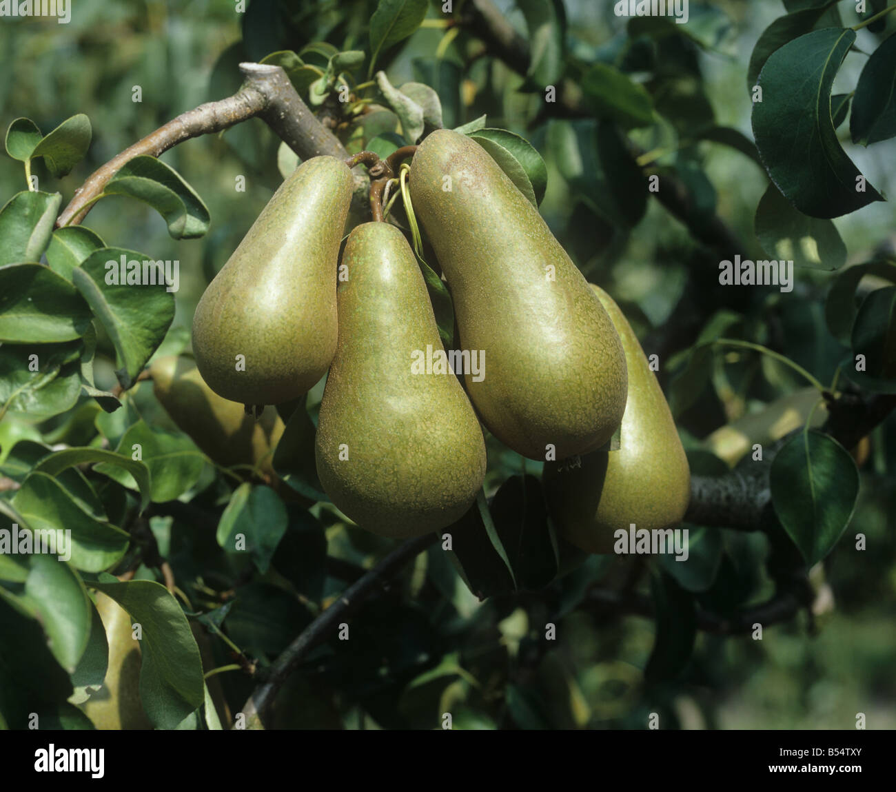 Conference pear hi-res stock photography and images - Alamy