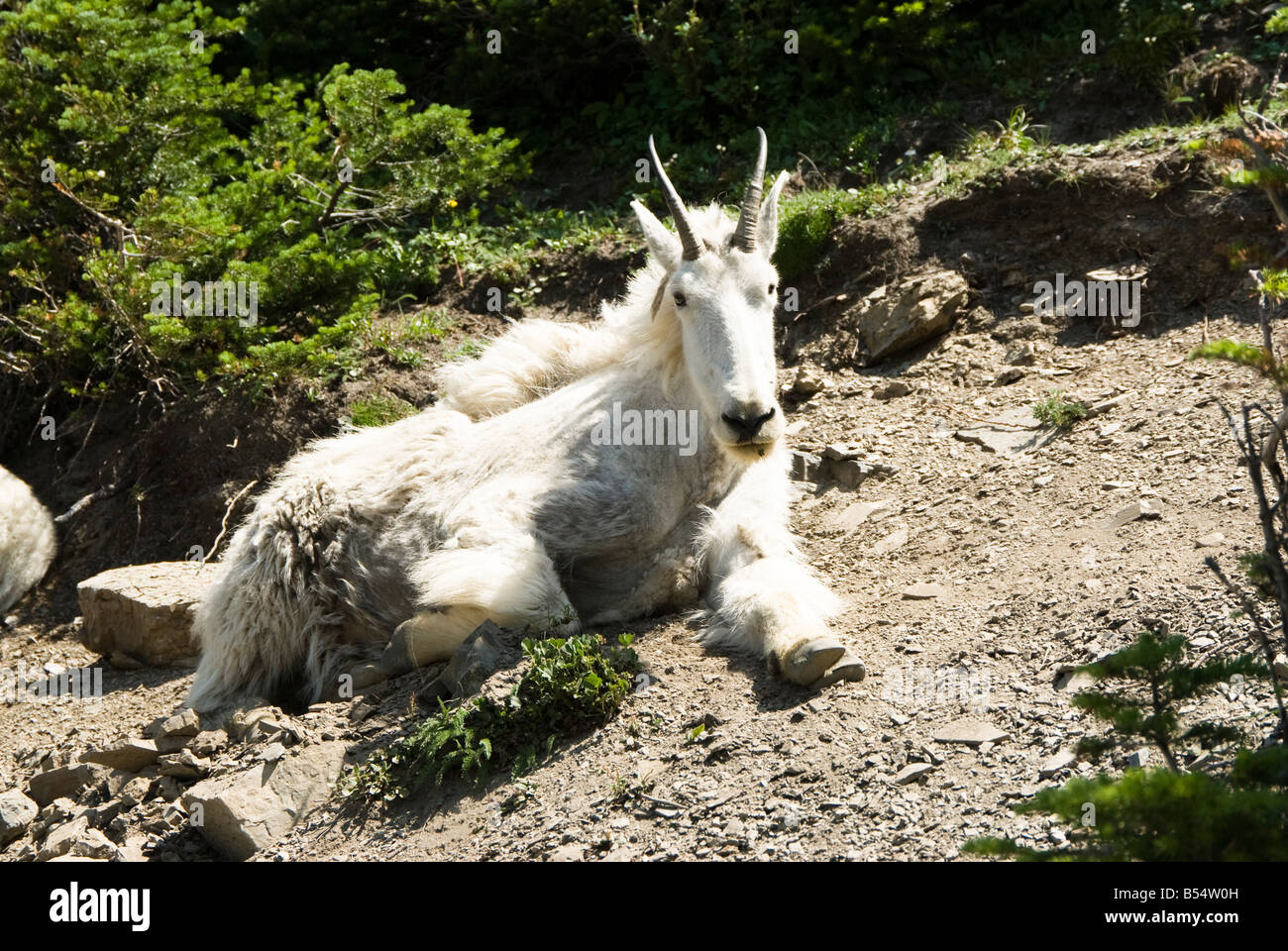 Goat on a ledge hi-res stock photography and images - Alamy