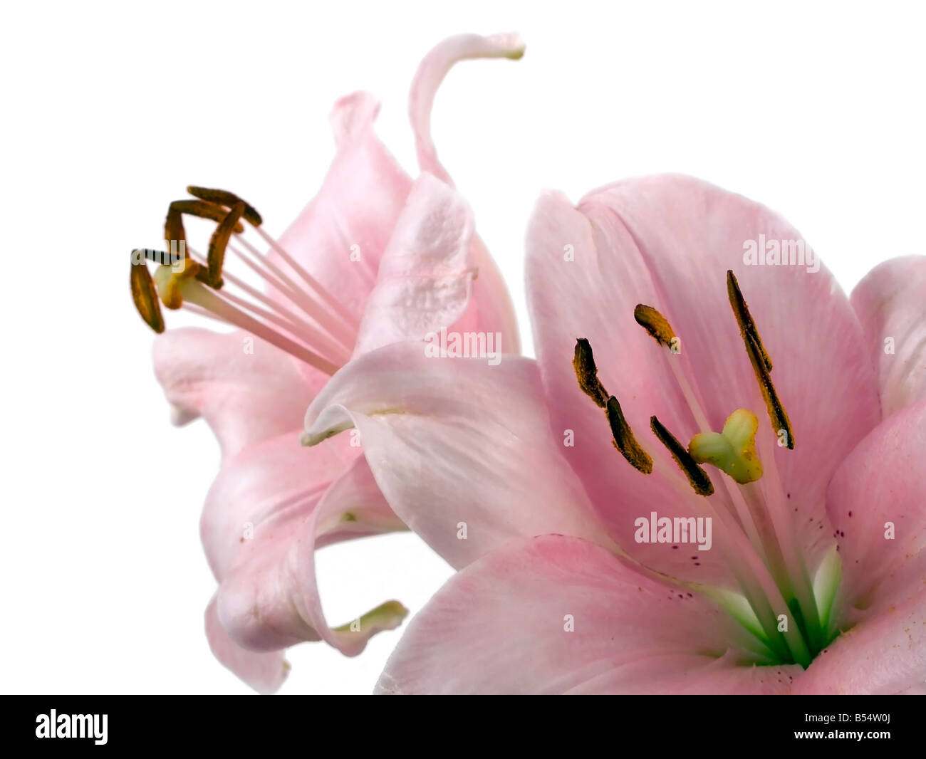Lilium closeup hi-res stock photography and images - Alamy