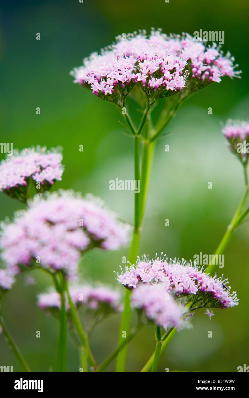 Valeriana officinalis hi-res stock photography and images - Alamy