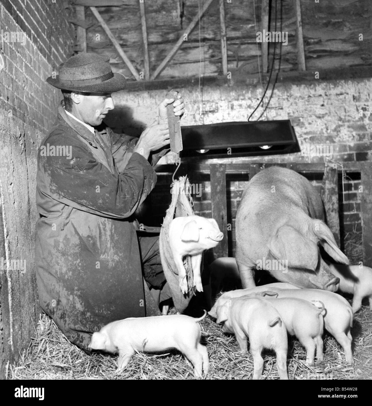 At their first weigh-in two weeks and 1 day old they weigh 14 pounds ...