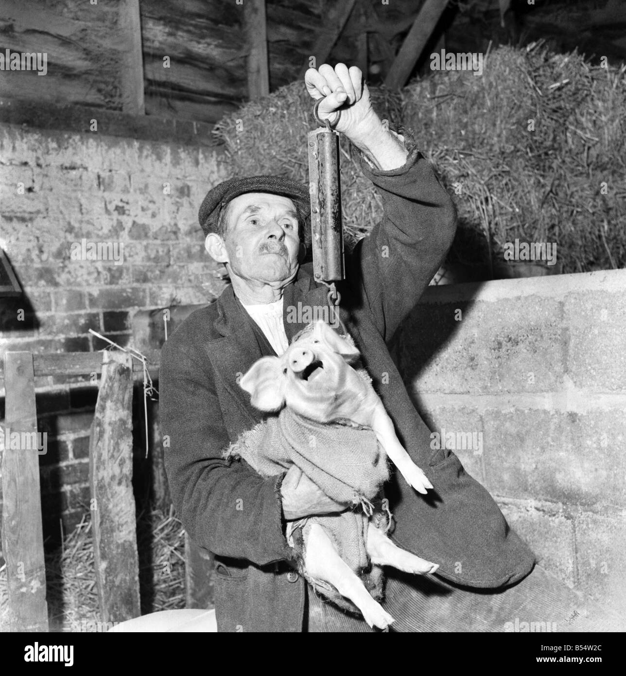 14 pounds hi-res stock photography and images - Alamy