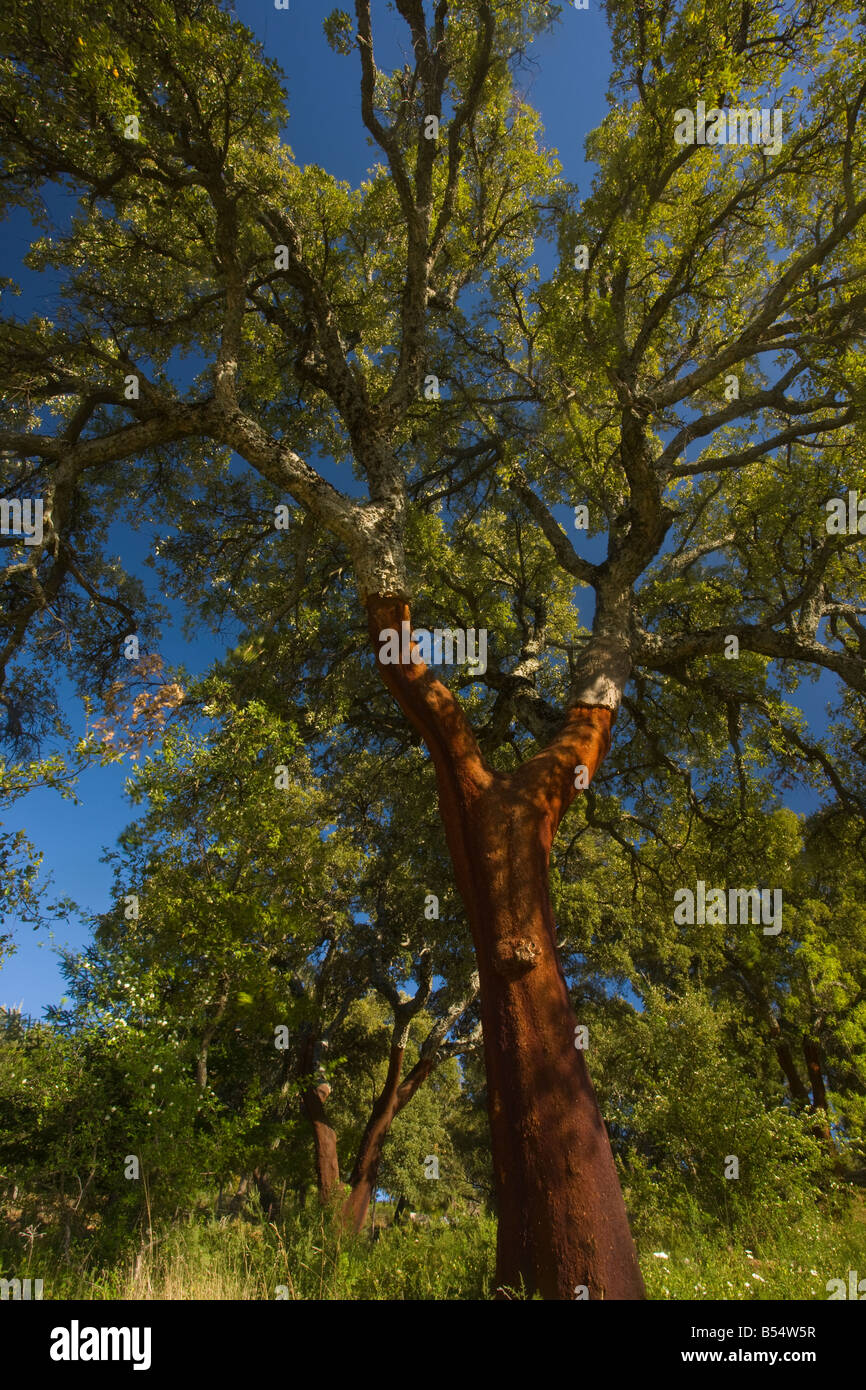 Cork oak quercus suber forest hi-res stock photography and images - Alamy