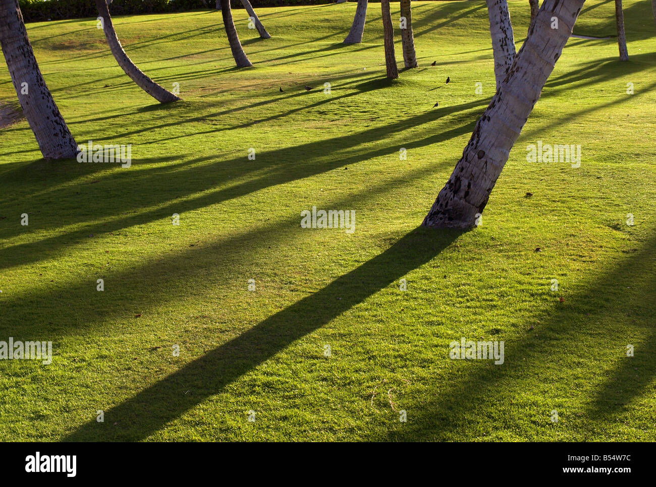 Trunks palm hi-res stock photography and images - Alamy