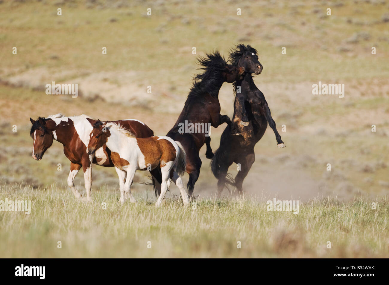 Mustang Horse Equus caballus stallions fighting Pryor Mountain Wild ...