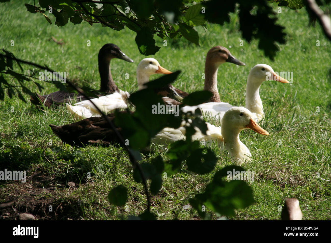 group of ducks sitting in field on farm in sun Stock Photo - Alamy