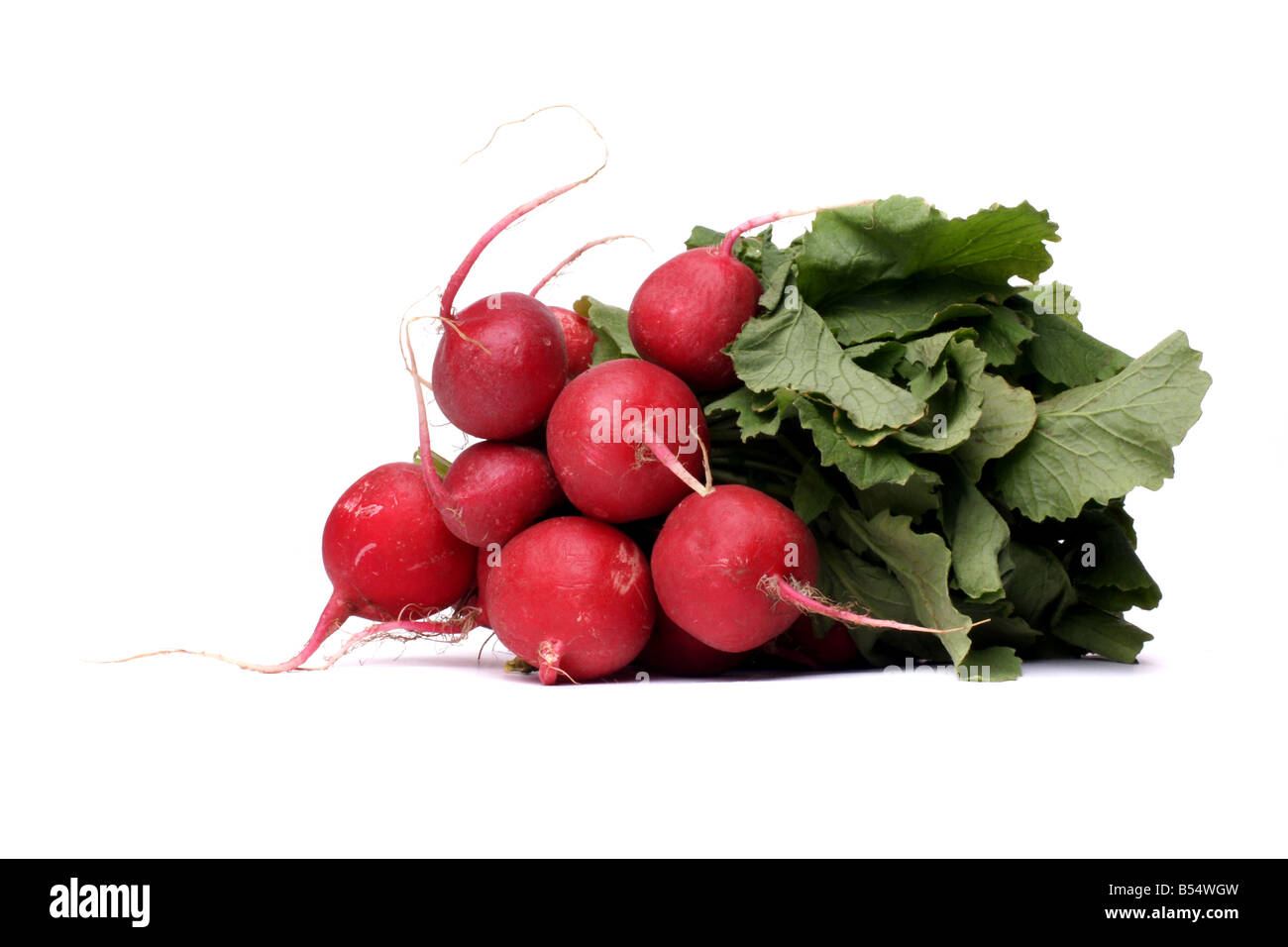 Bundle of fresh little red radish Stock Photo - Alamy