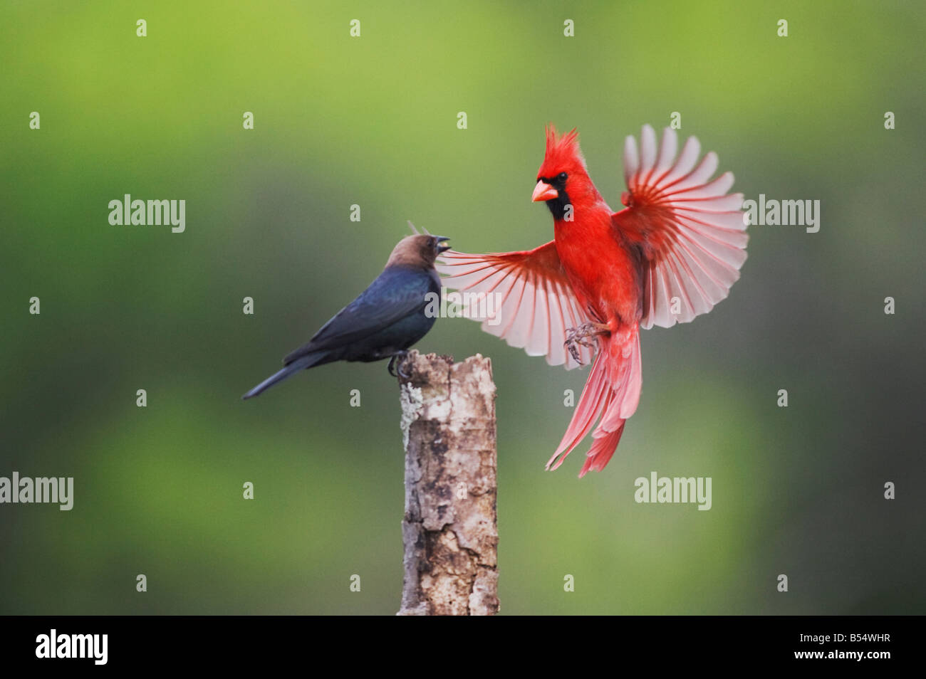 Two cardinals bird hi-res stock photography and images - Alamy