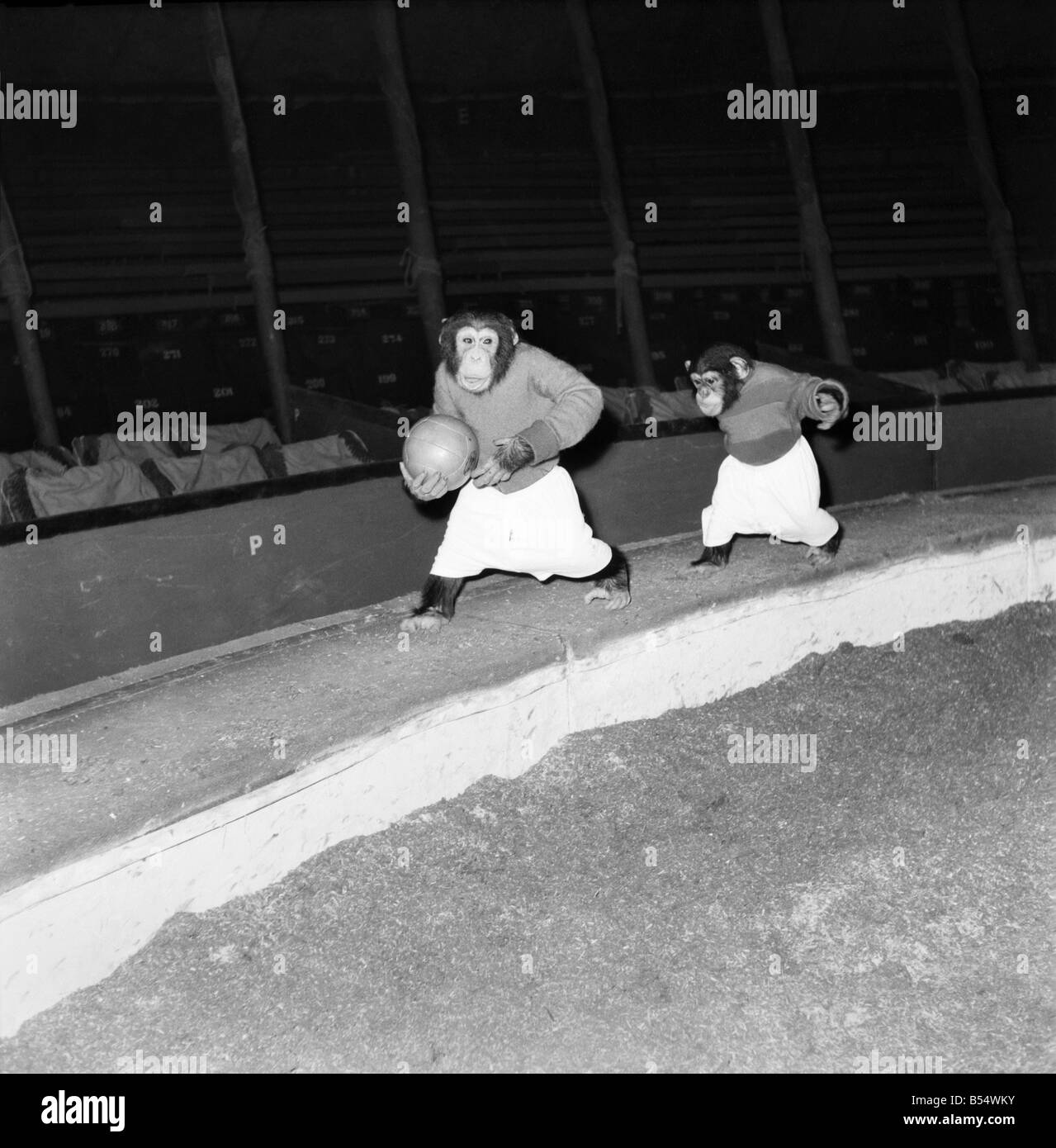 Animals: Humour: Chimps playing football. November 1953 D6989-008 Stock ...