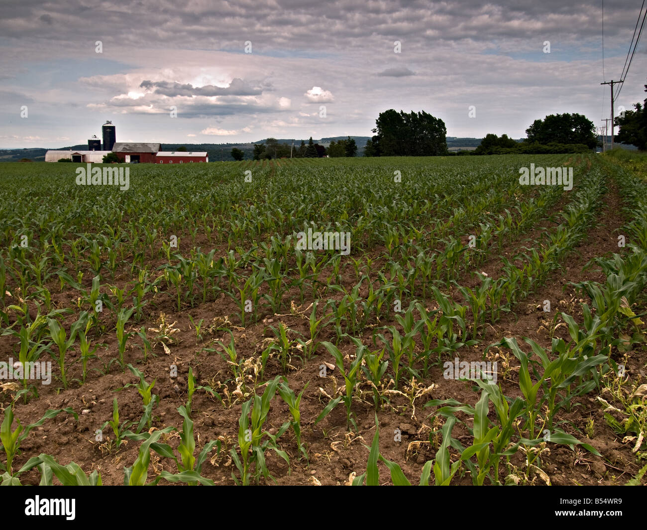 Newly planted corn hi-res stock photography and images - Alamy