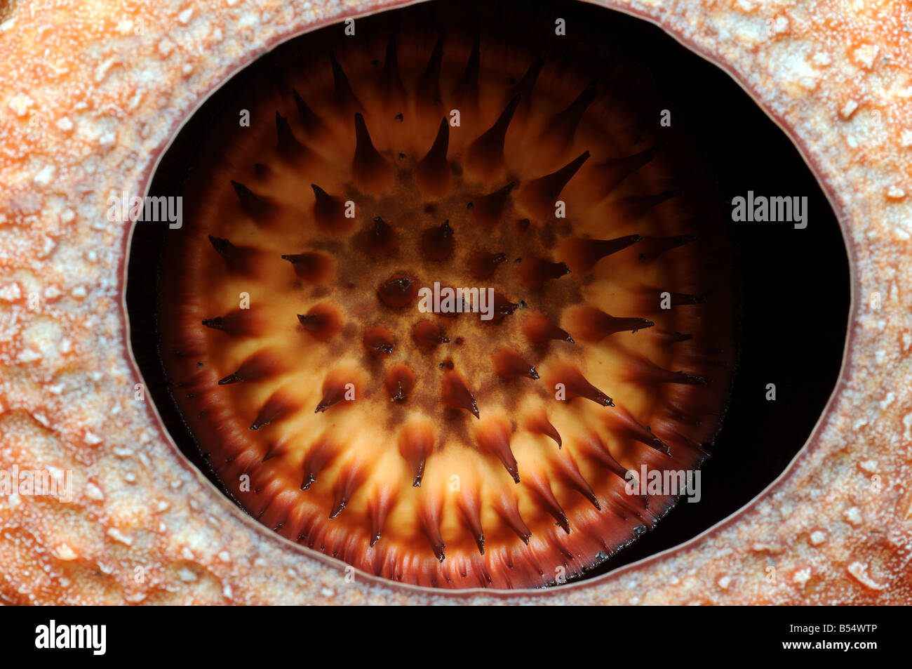 rafflesia flower palupuh national park bukittingi sumatra indonesia ...