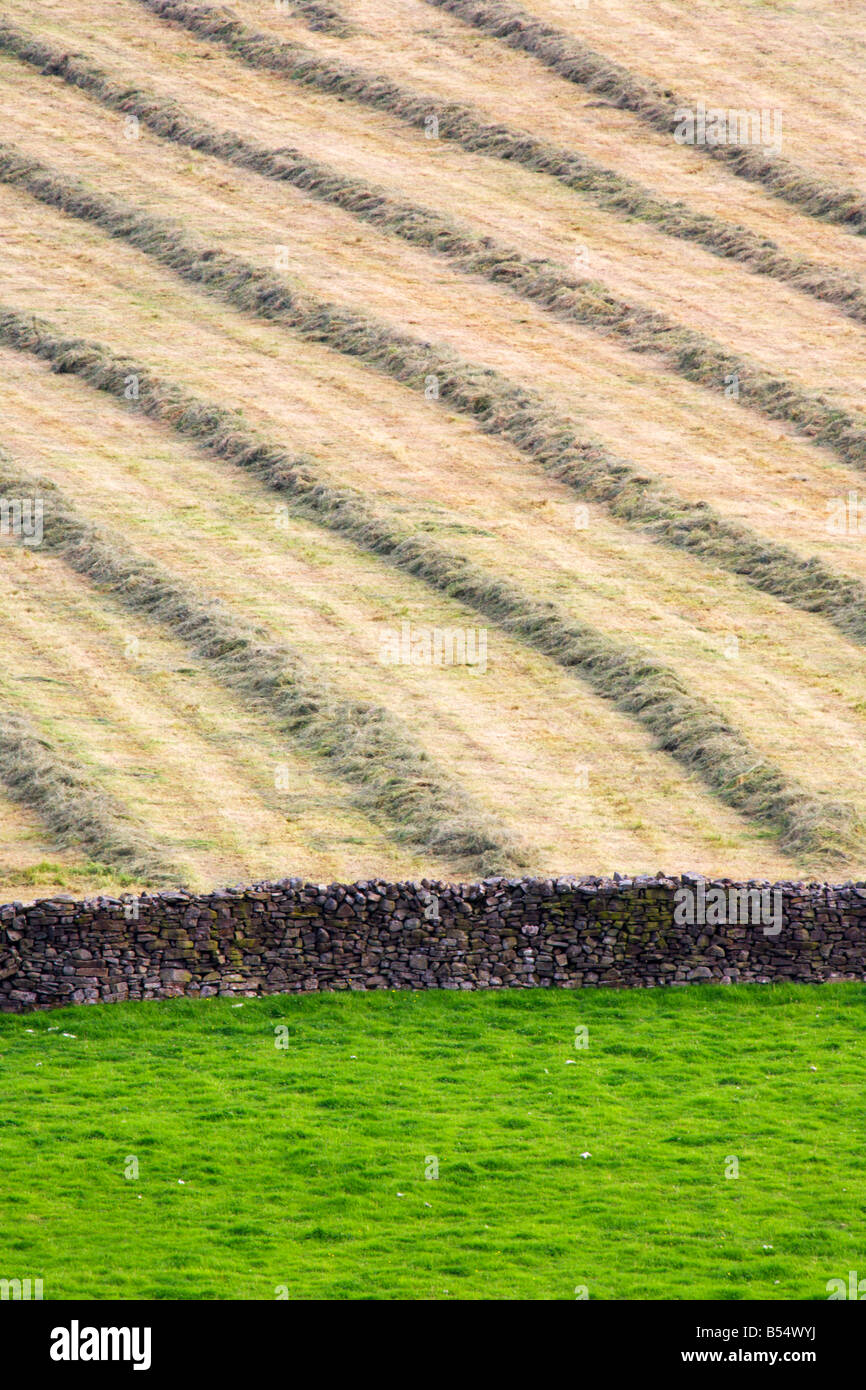 Haymaking yorkshire dales hi-res stock photography and images - Alamy