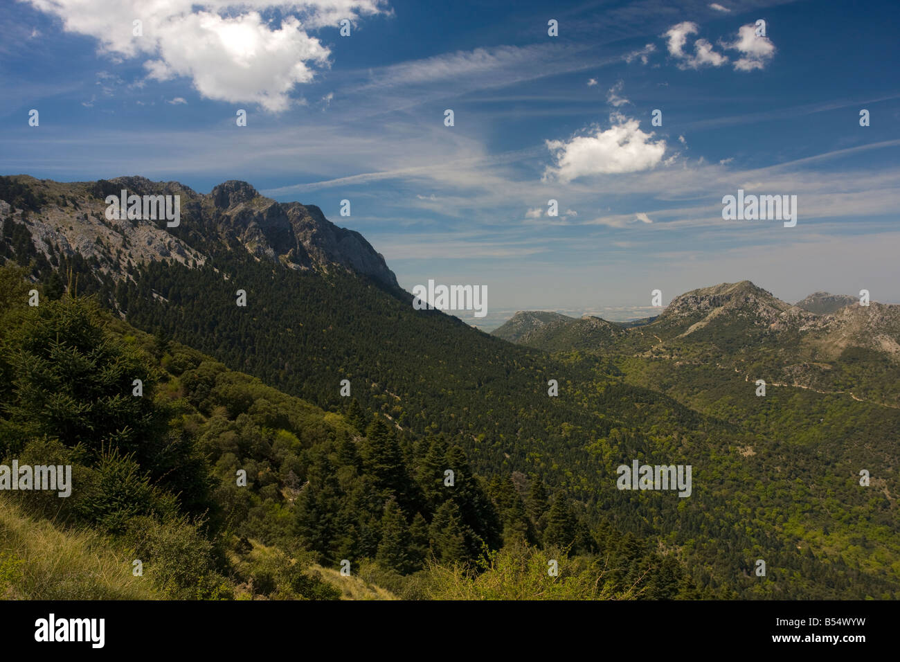 Spanish fir abies pinsapo hi-res stock photography and images - Alamy