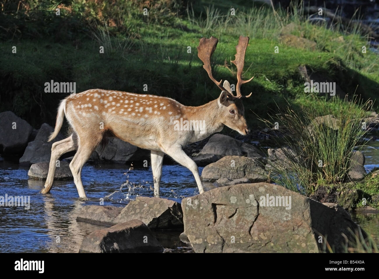 Male fallow deer hi-res stock photography and images - Alamy