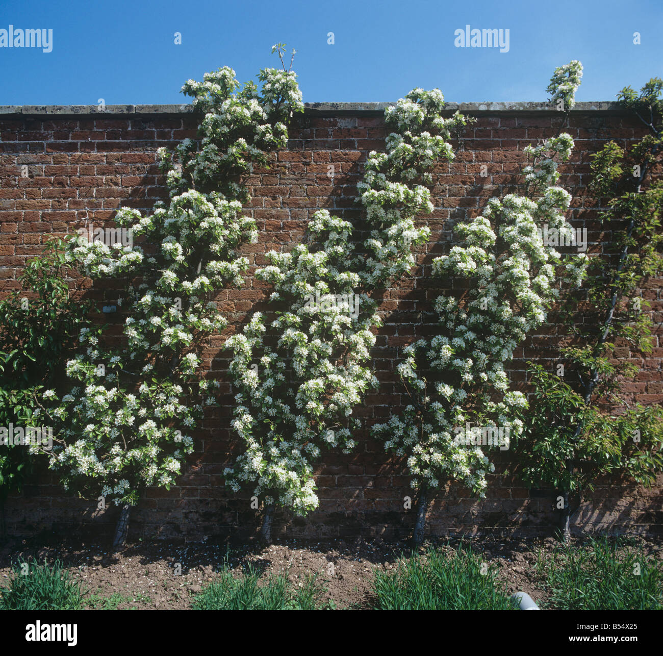 Cordon pear trees in full flower against an old garden wall Stock Photo ...