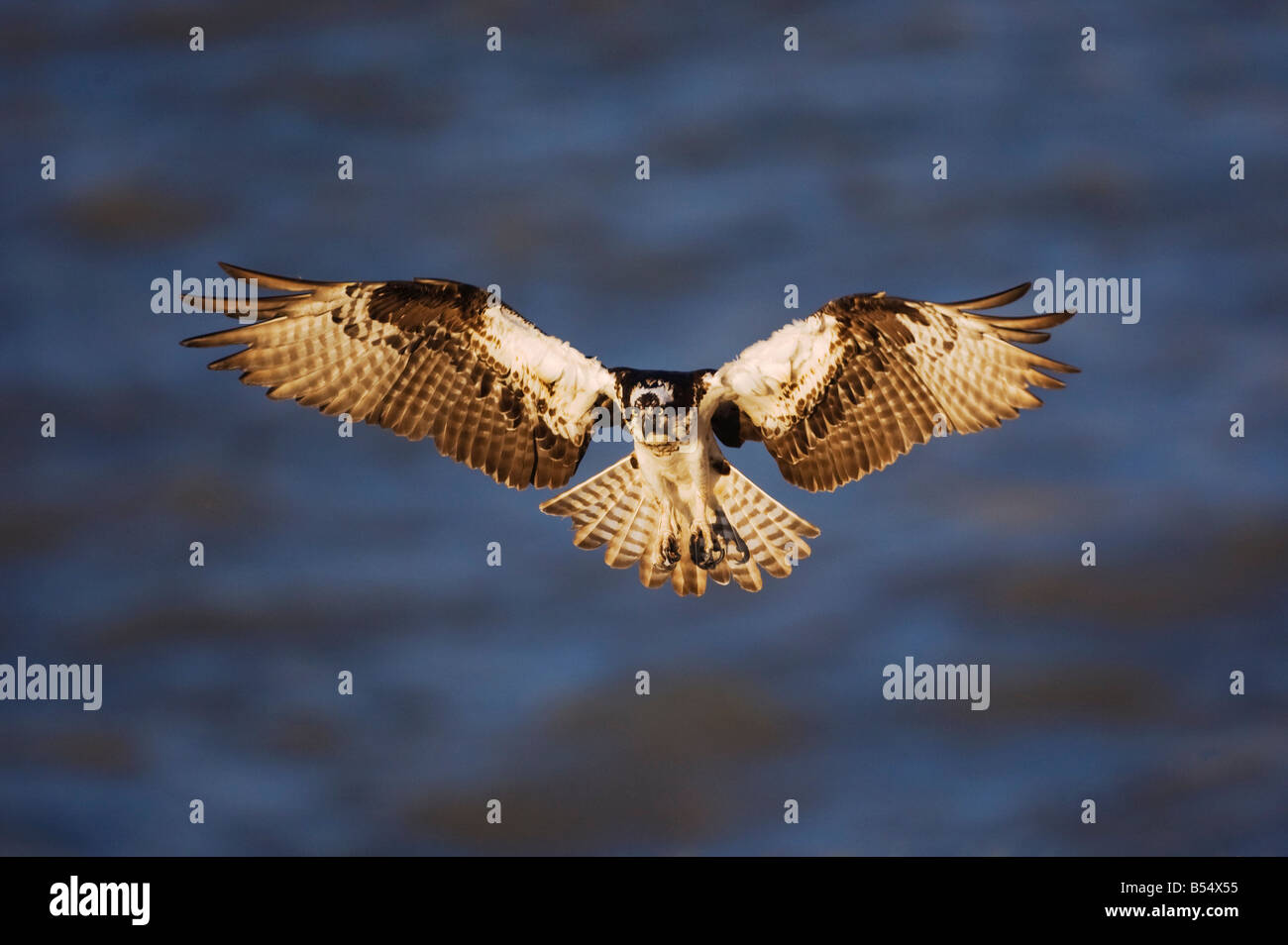Osprey raptor in flight hi-res stock photography and images - Alamy
