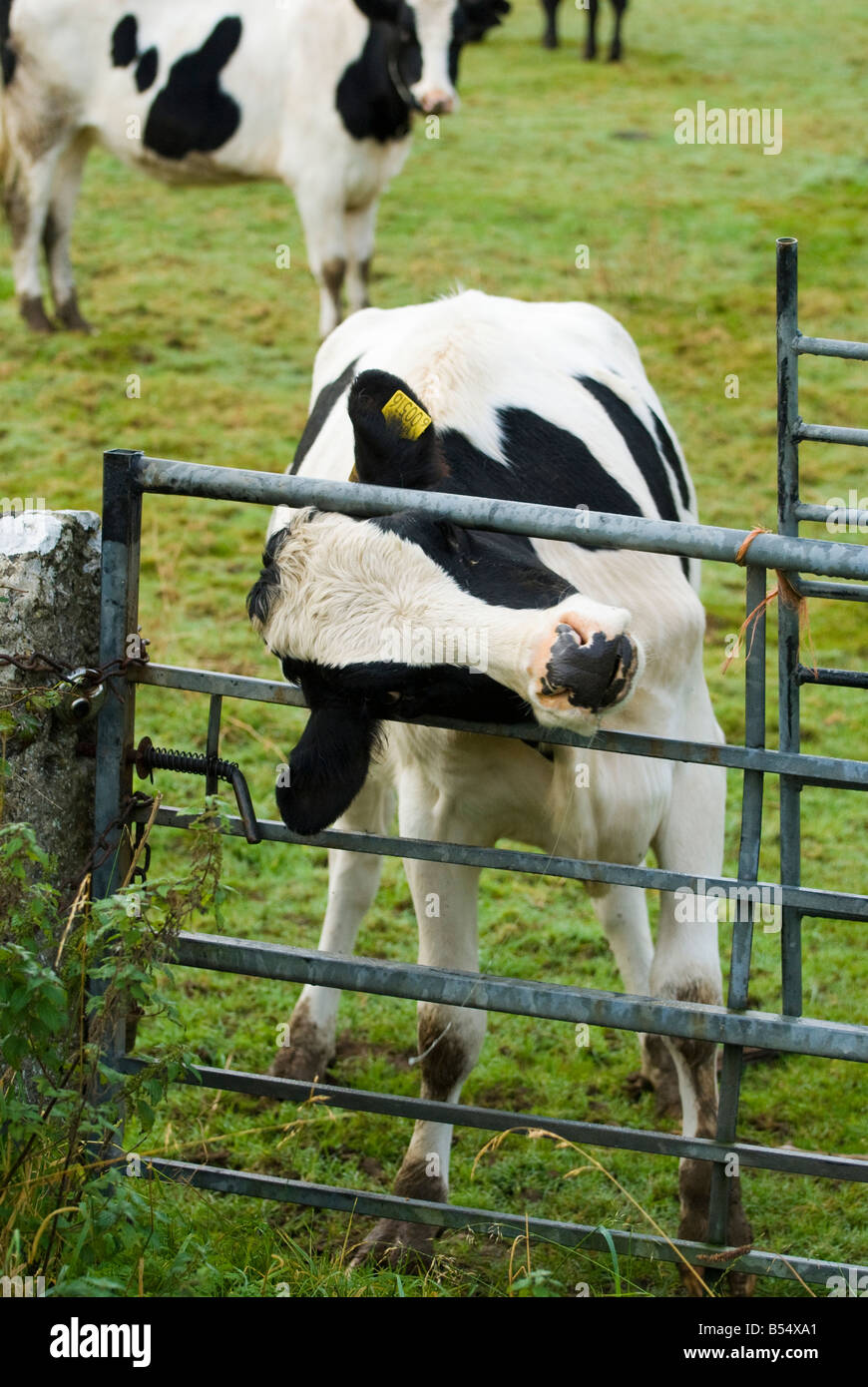 cow with head stuck in metal farm gate Stock Photo - Alamy