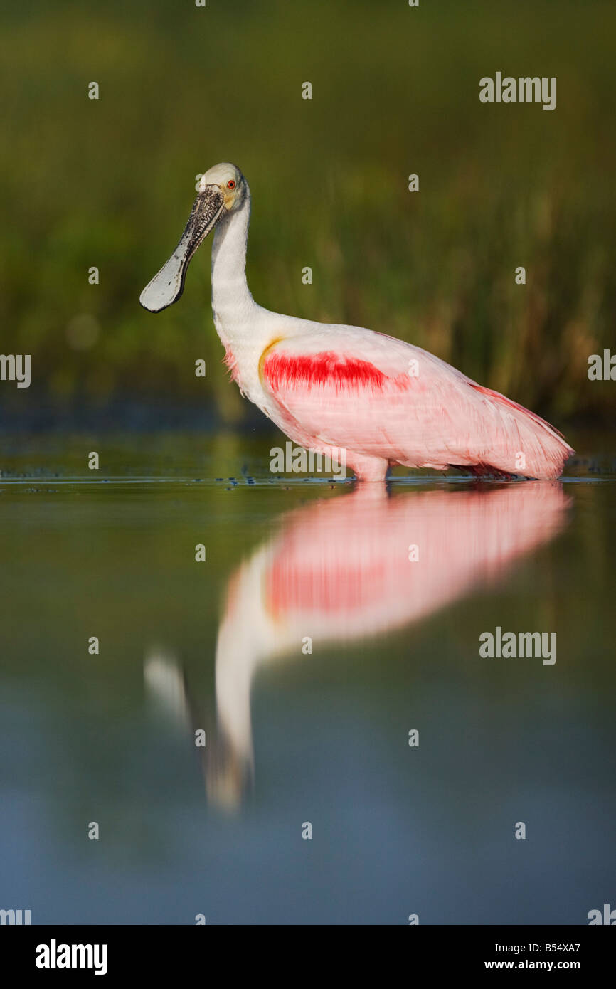 Male roseate spoonbill hi-res stock photography and images - Alamy