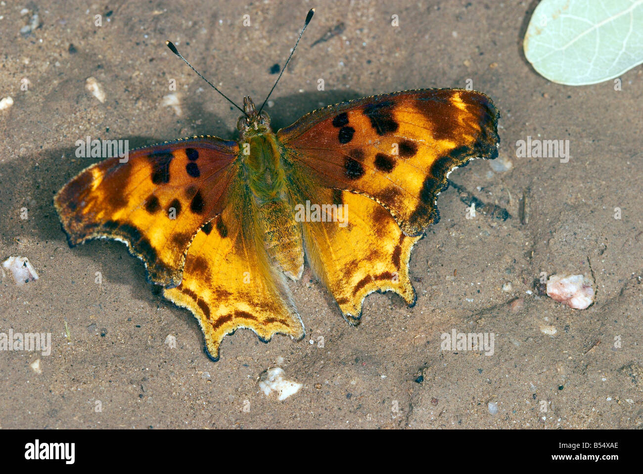 Satyr Comma Polygonia satyrus Stock Photo - Alamy