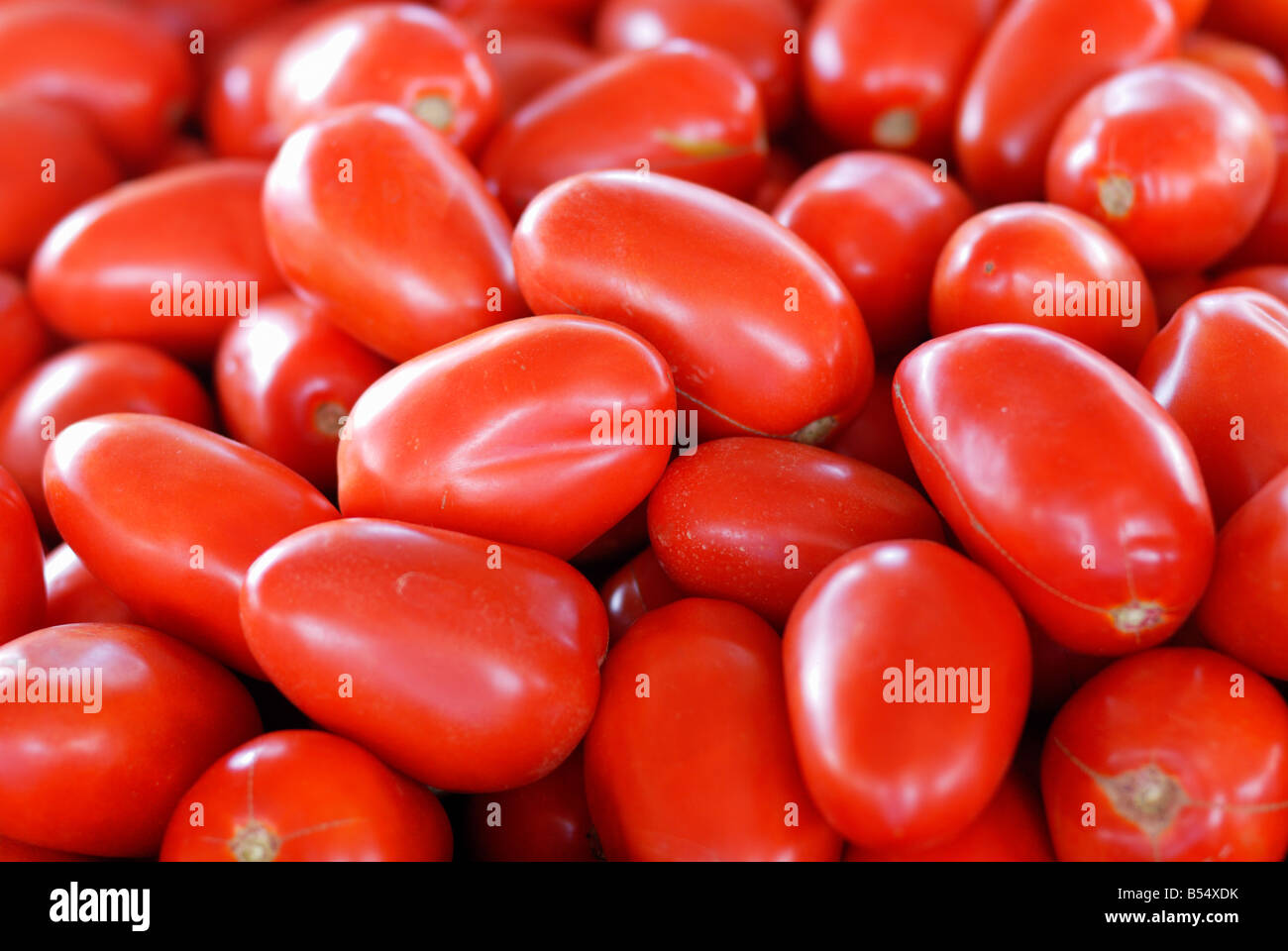 Tomato plum roma hi-res stock photography and images - Alamy