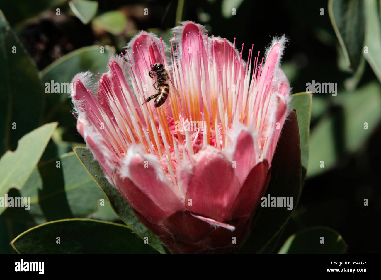 Honey bee collects pollen in a protea in Kirstenbosch Botanical Gardens ...
