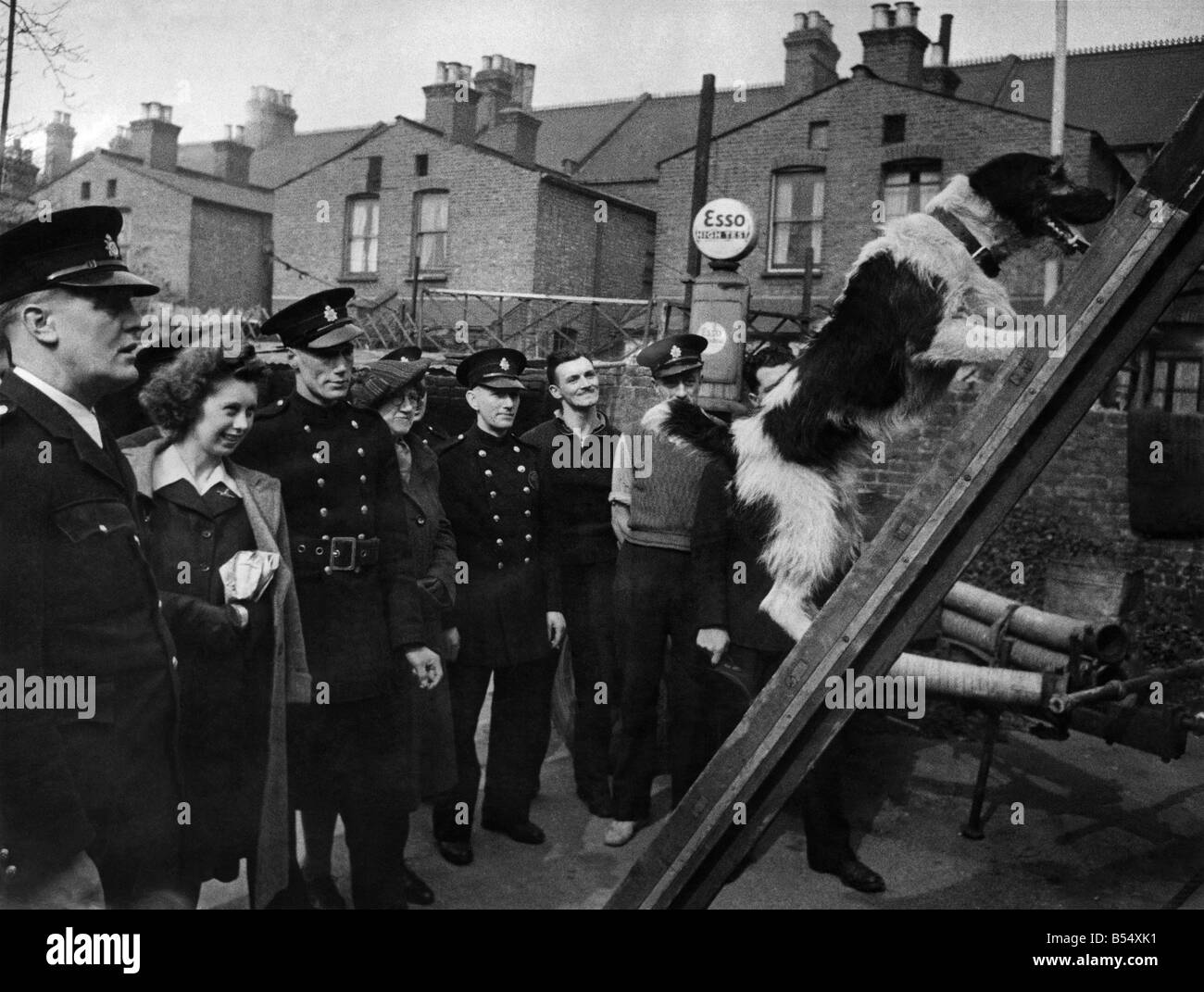 World War II Mascots; Dogs. Mick the mascot of the local N.F.S. Station ...