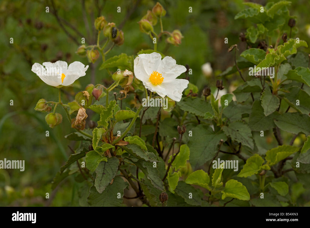 Poplar leaved Cistus Cistus populifolius in flower Andalucia South west ...