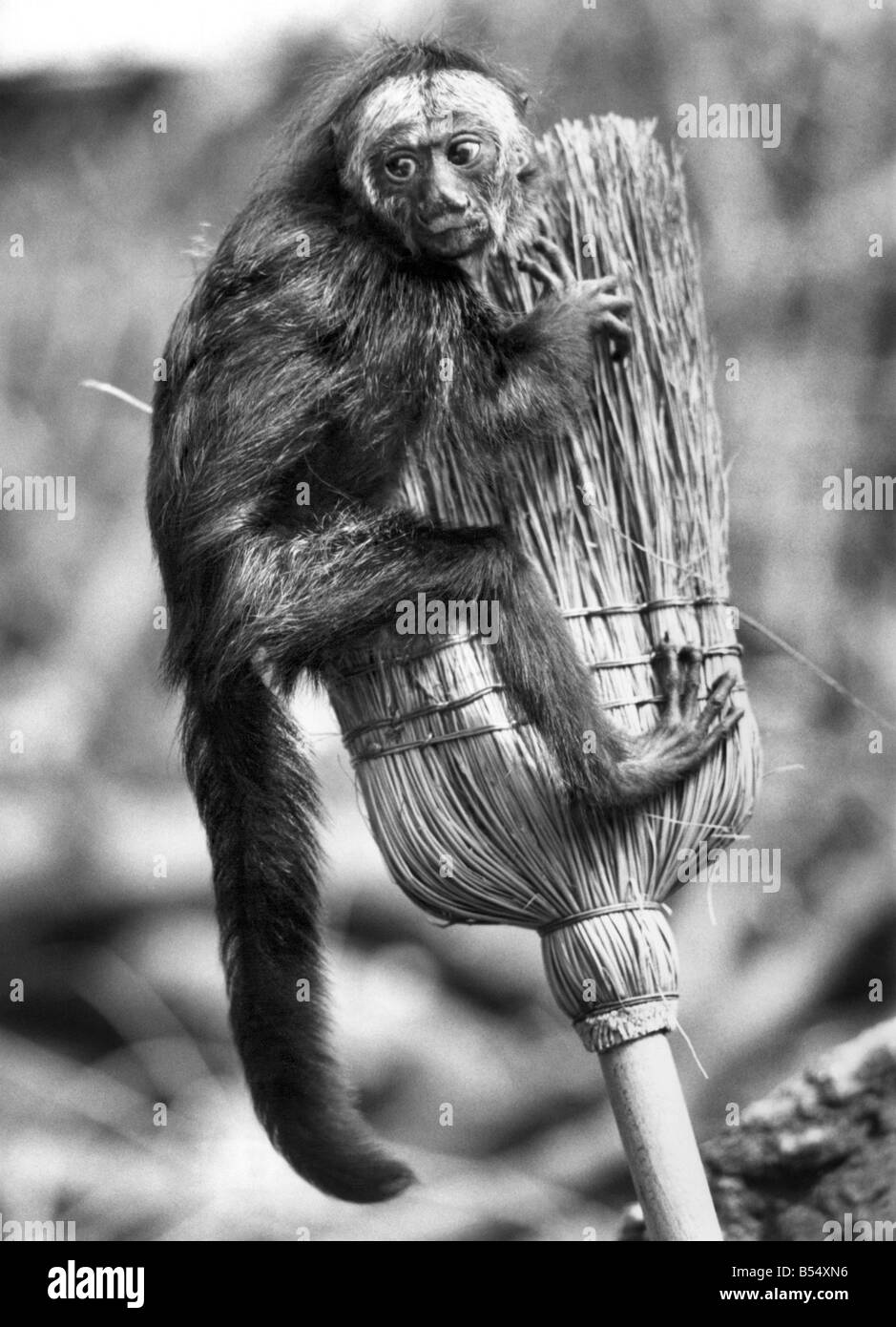 Animals - Monkeys -Hanger On...Neddy. June 1982 P011697 Stock Photo - Alamy