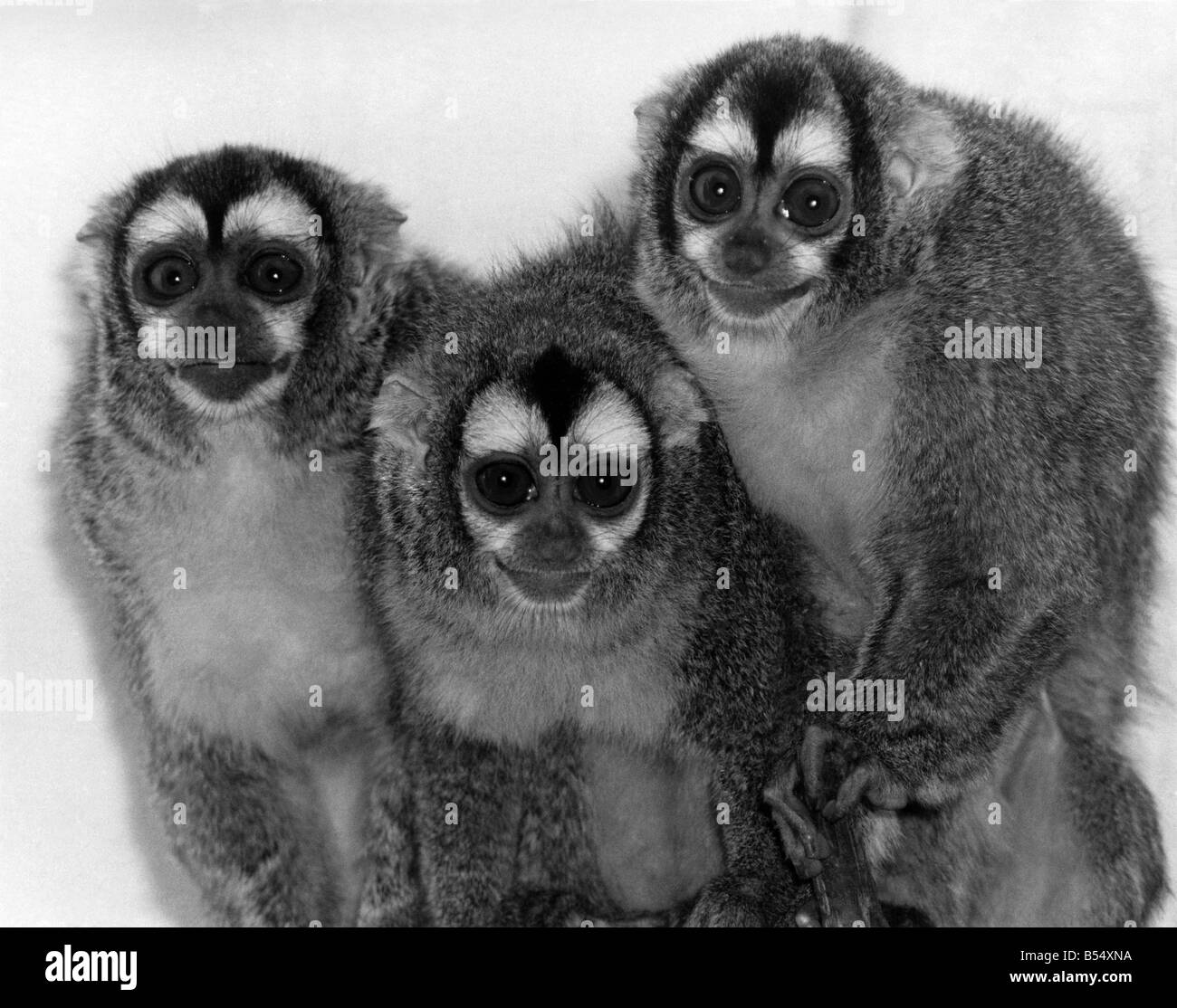 Animals - Monkeys - Wide-Eyed.The Douroucouli. June 1985 P011703 Stock ...