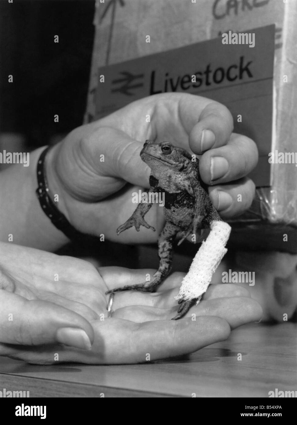 Animals - Frogs: Standing up to it: With a medical dressing on his leg ...