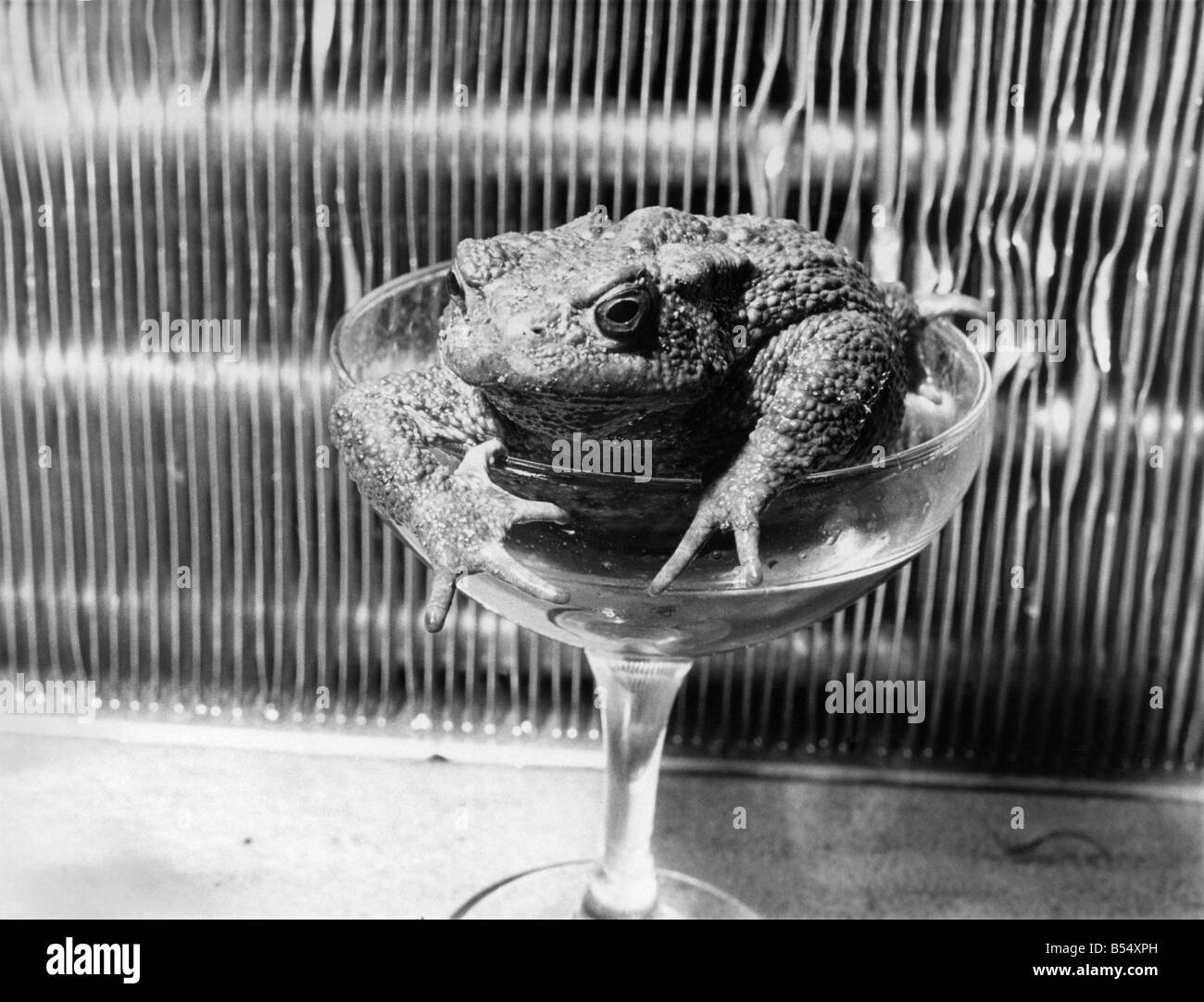 Frogs and Toads: Glassy-eyed, Billy climbs out of a glass after another ...