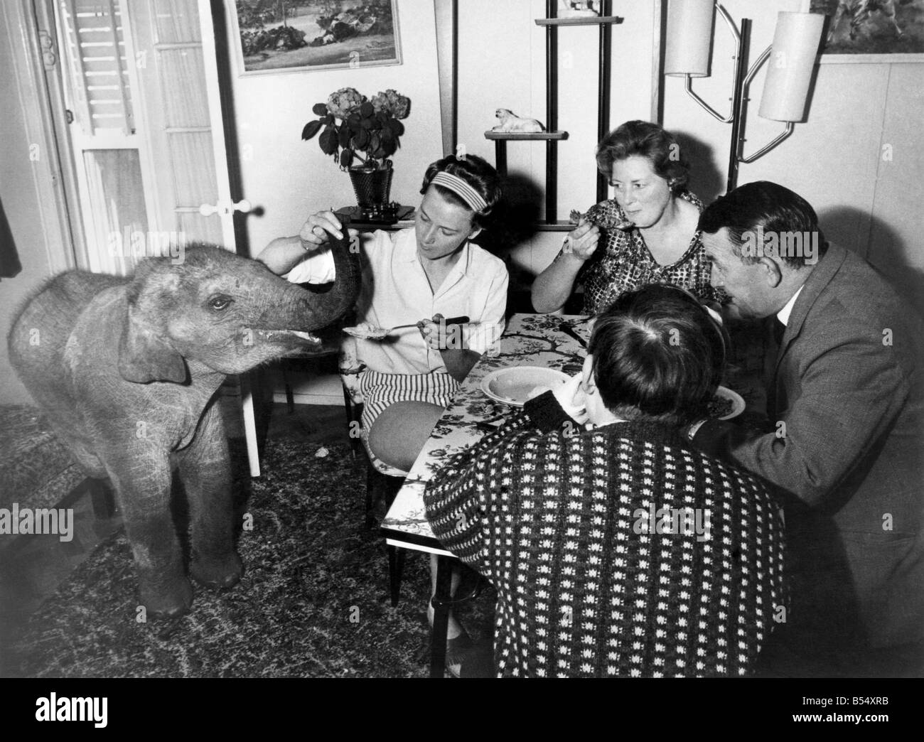 Mary the elephant Black and White Stock Photos & Images - Alamy
