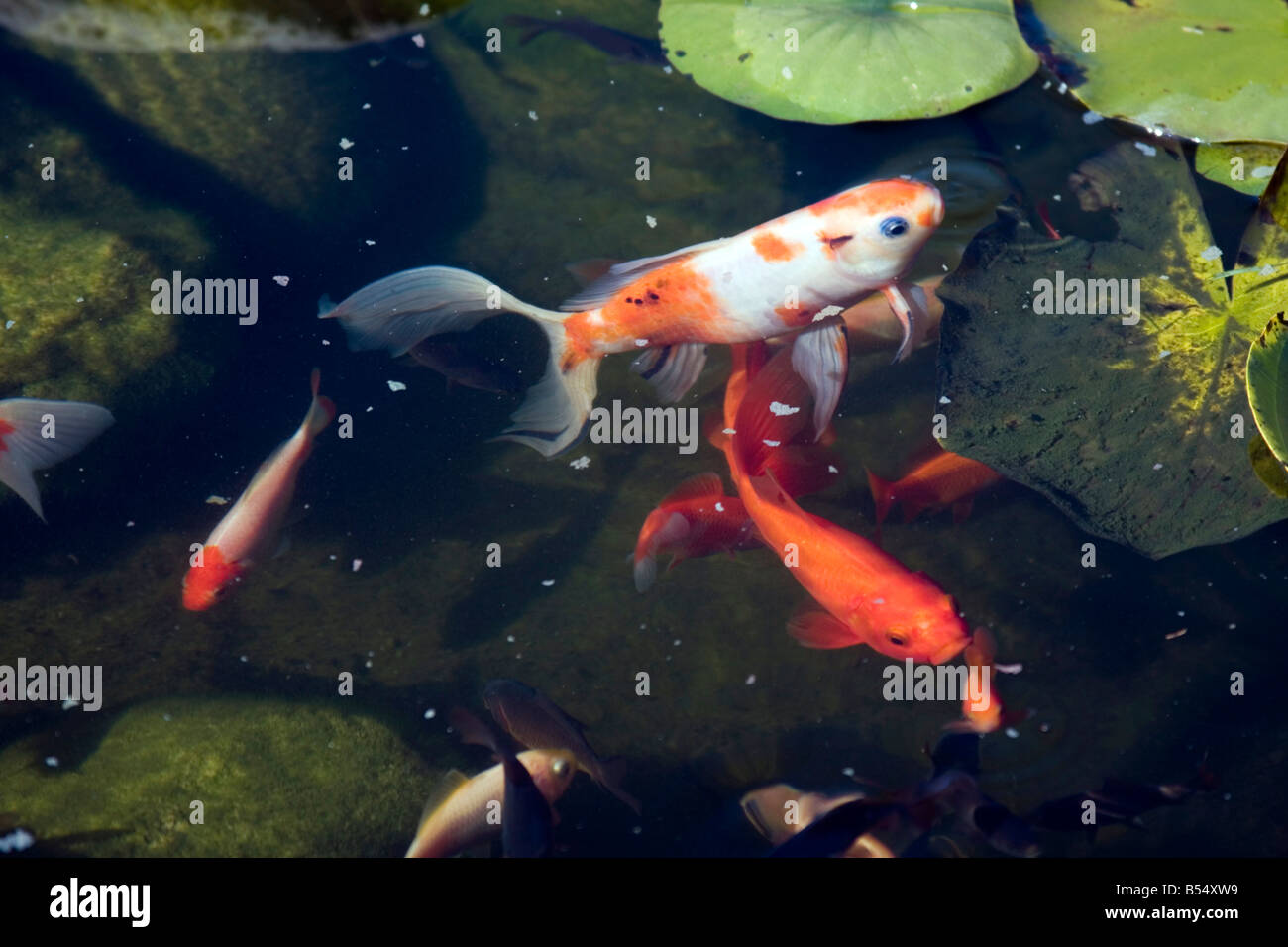 Lots of golden fish in the garden pond Stock Photo - Alamy