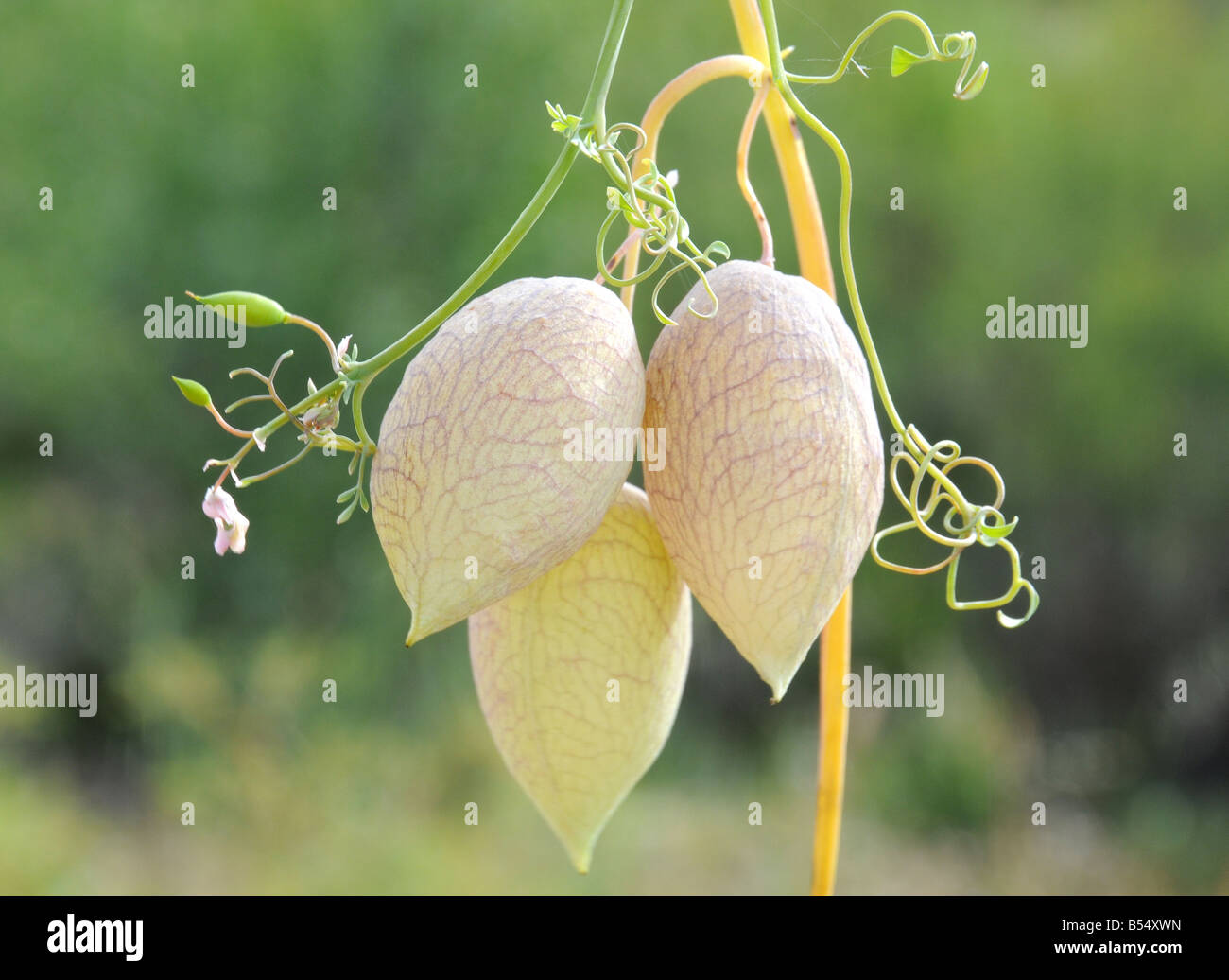Vesicaria hi-res stock photography and images - Alamy