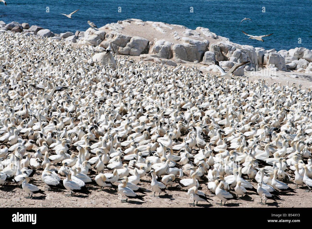 A huge gathering of Cape gannets, Morus capensis at the colony at ...