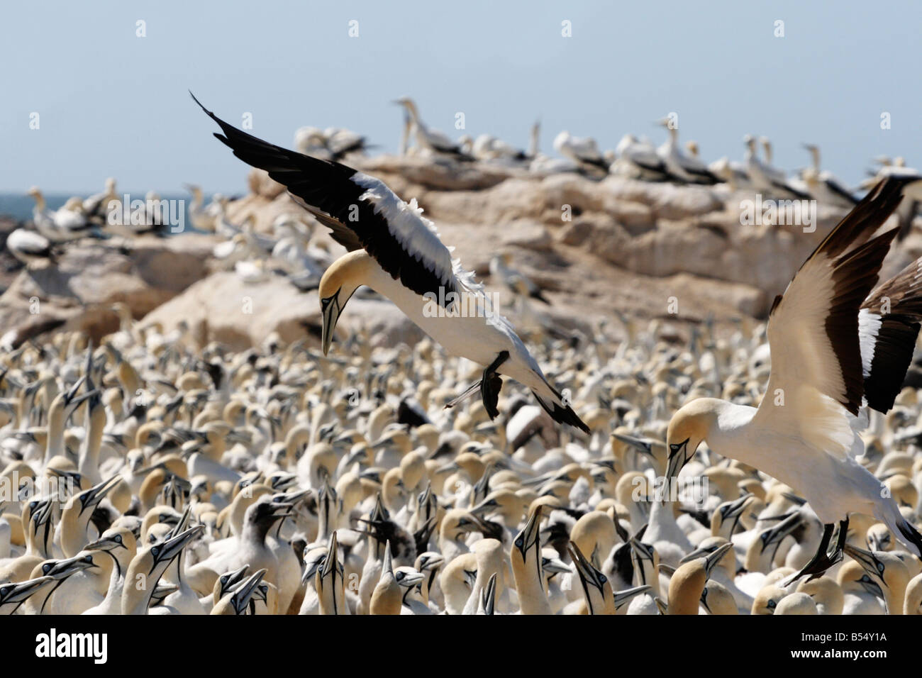 Cape gannets, Morus capensis, coming in to land Stock Photo - Alamy
