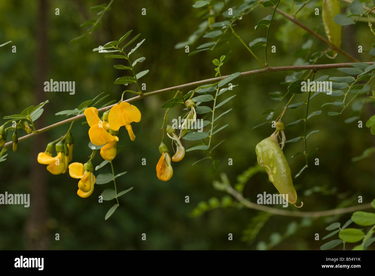 Spanish Bladder Senna Colutea hispanica in flower and fruit Andalucia ...