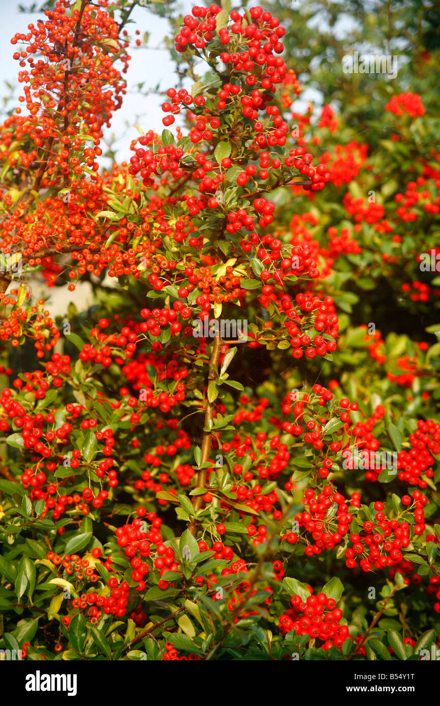 Firethorn bush hi-res stock photography and images - Alamy