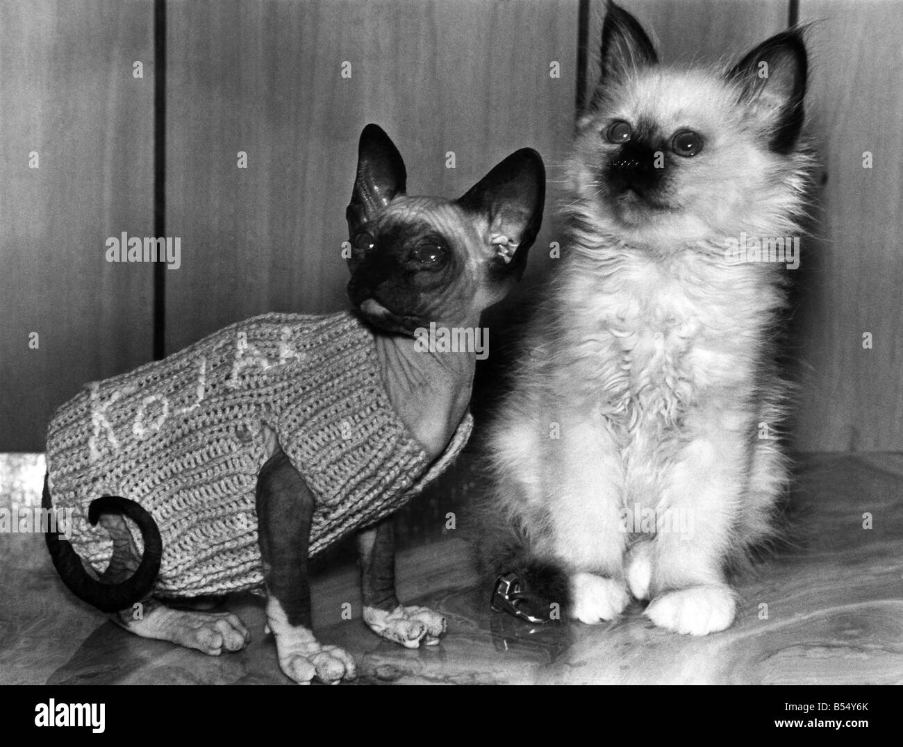 Bring up Kojak on cat's back. Kojak the kitten is a real cool cat. And ...