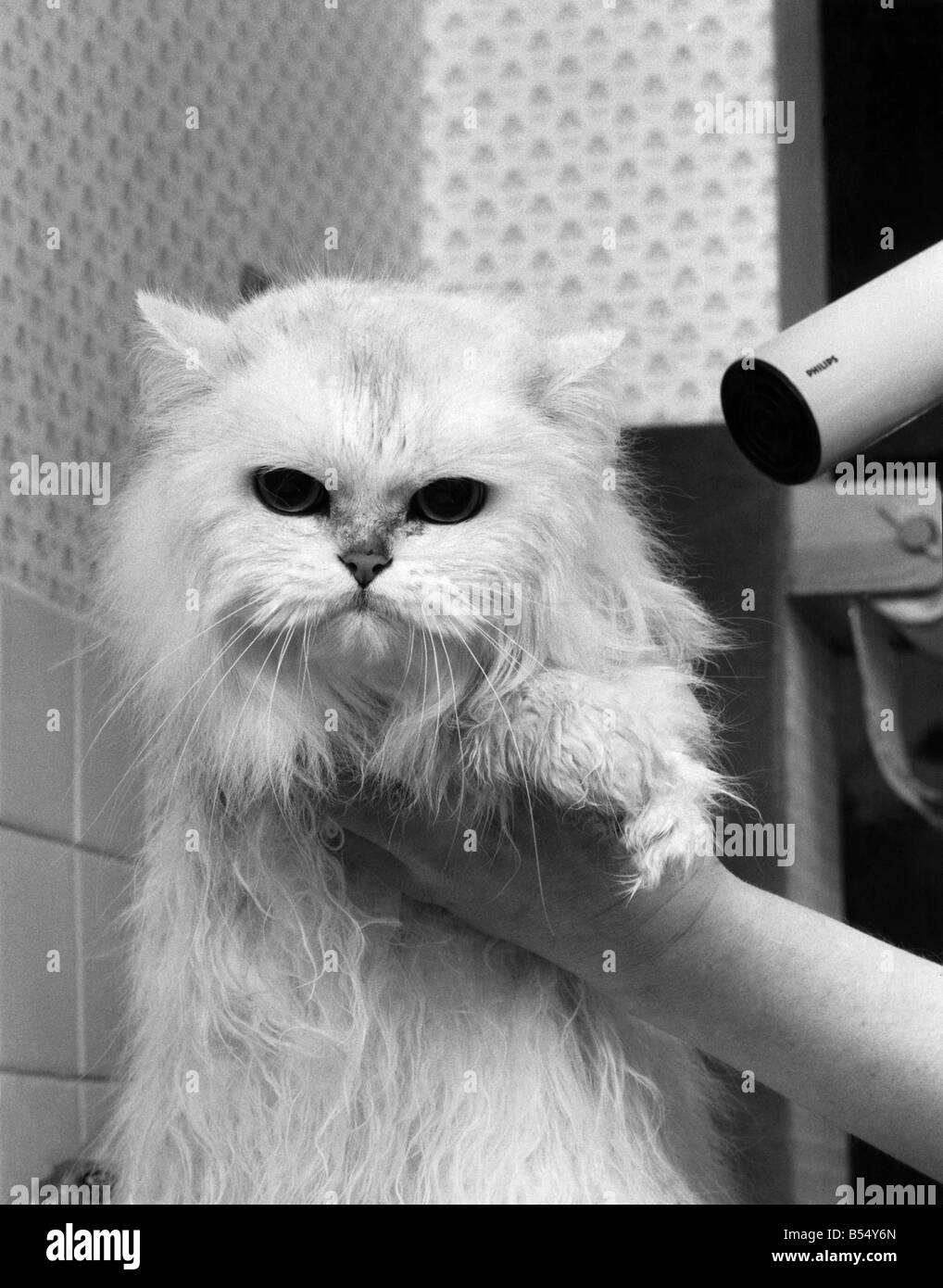 Cat having his hair dried April 1985 P011935 Stock Photo - Alamy