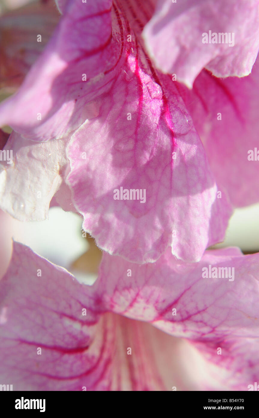 Clinging flower hi-res stock photography and images - Alamy