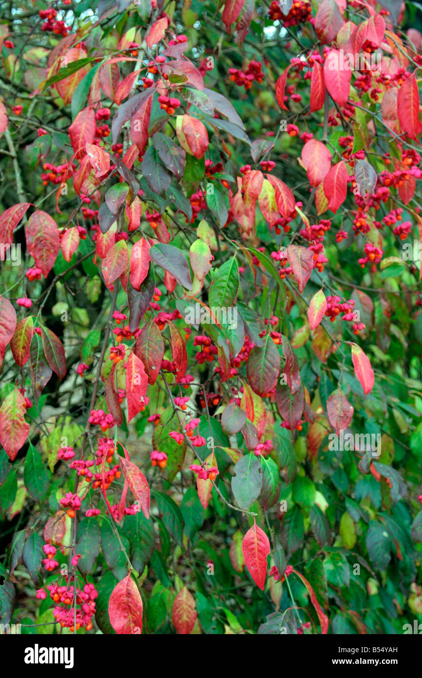 EUONYMUS RED CASCADE AT KNOLL GARDENS WIMBORNE DORSET Stock Photo - Alamy