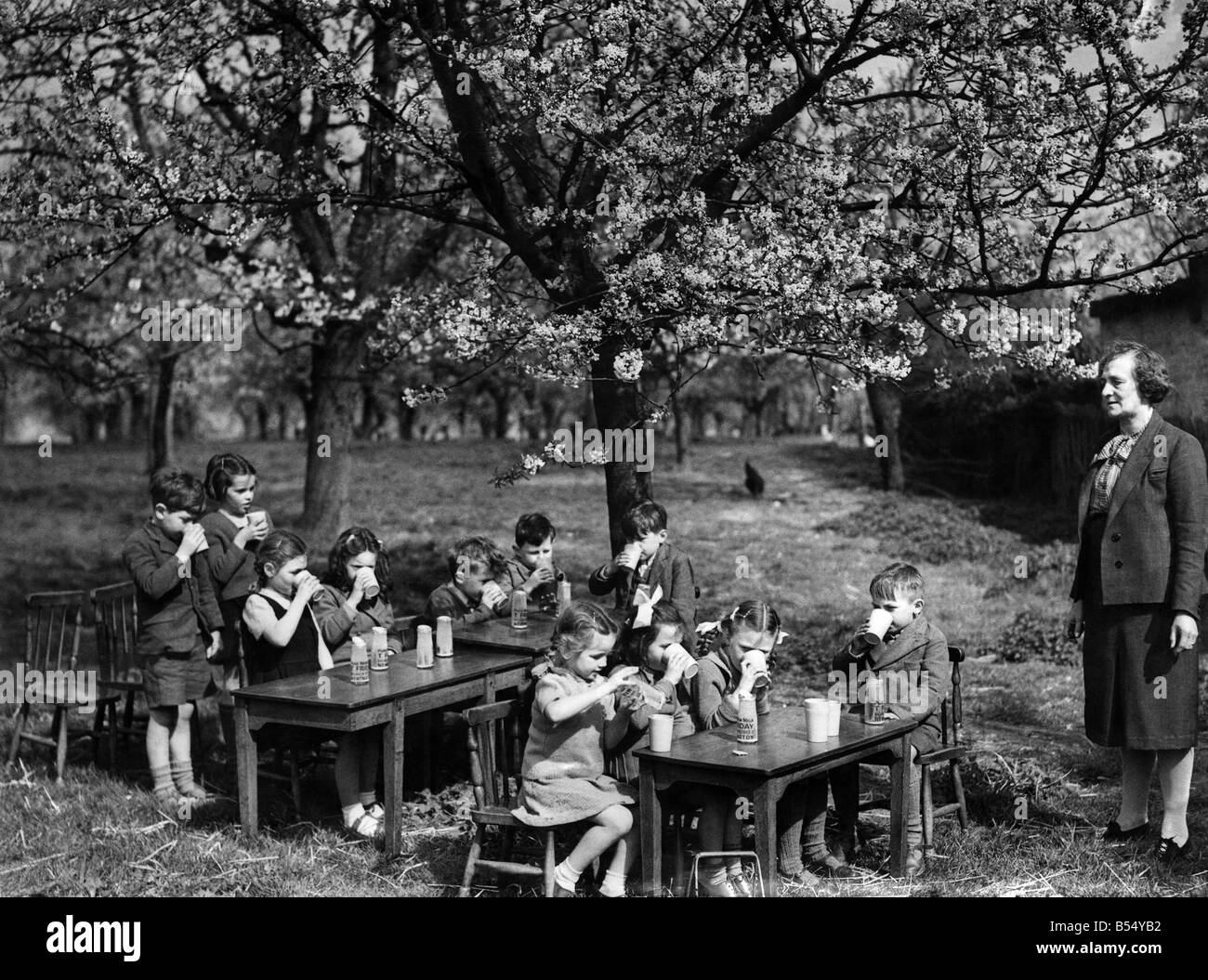 Beneath the blossom of a Kentish Cherry Orchard these little children ...