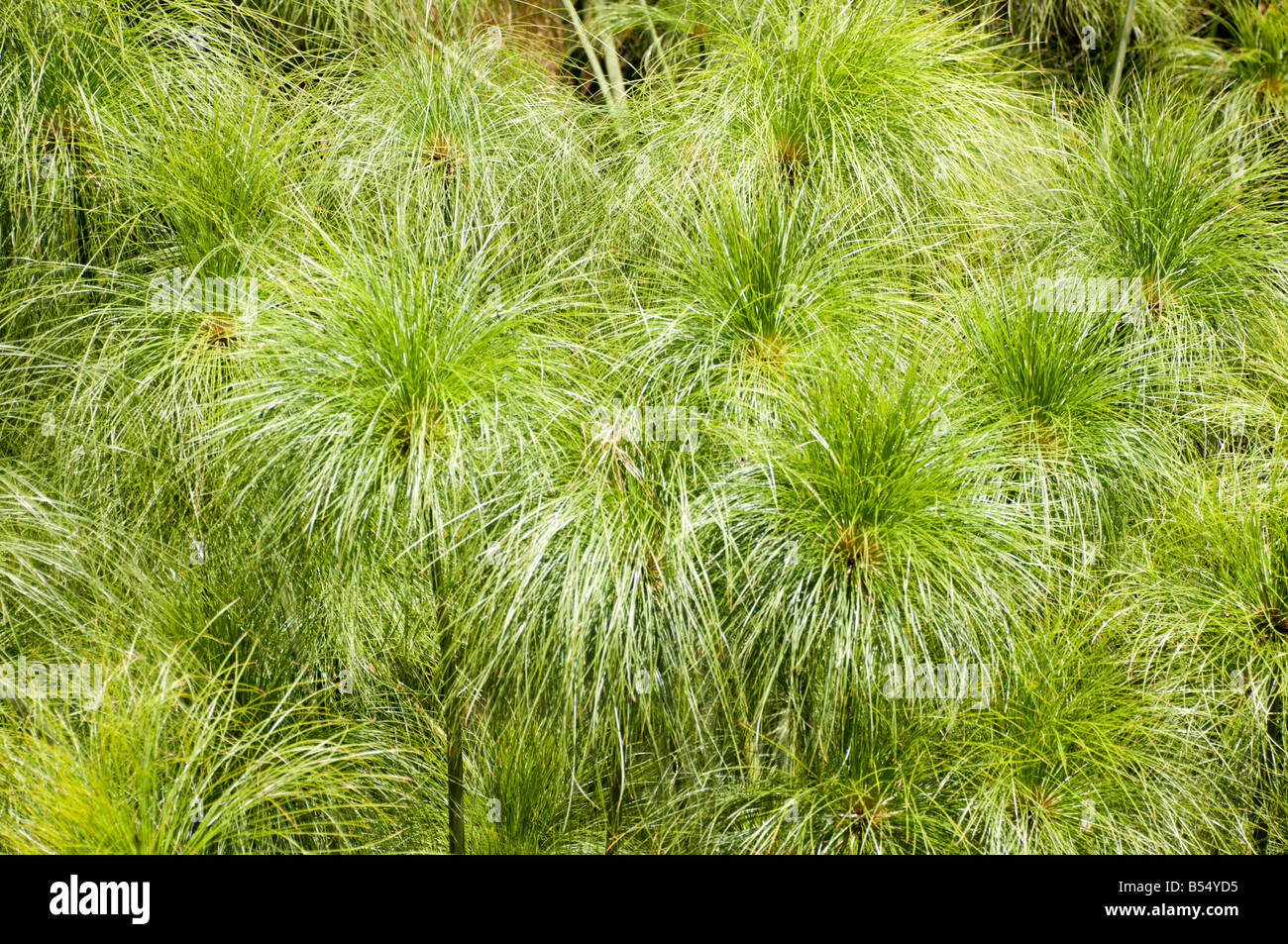 Papyrus plant hi-res stock photography and images - Alamy