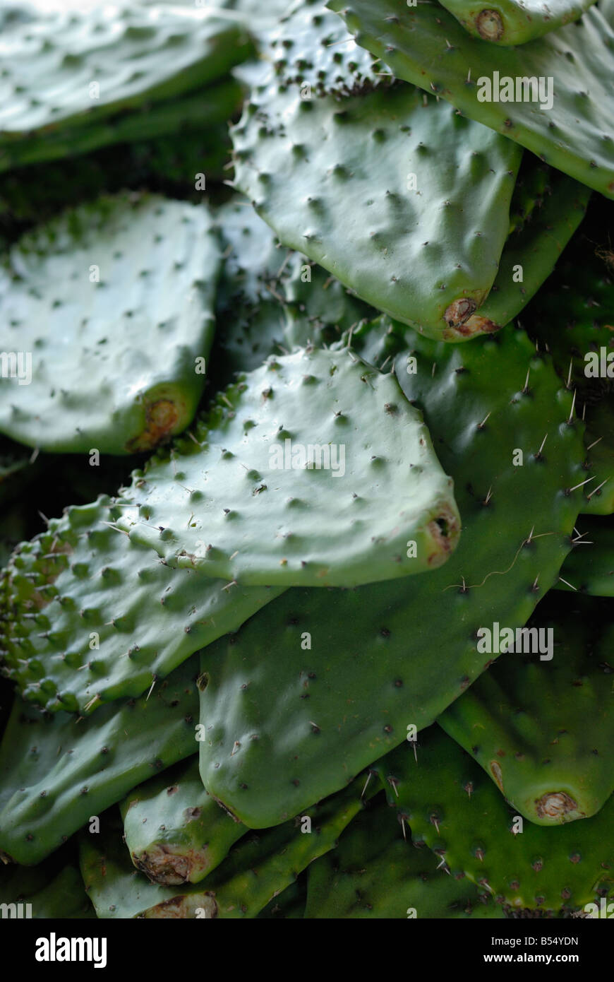 Cactus leaves at an open air market Stock Photo - Alamy